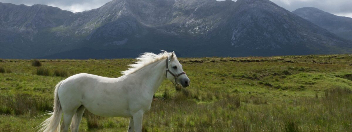 The Connemara horse • Go-to-Ireland.com