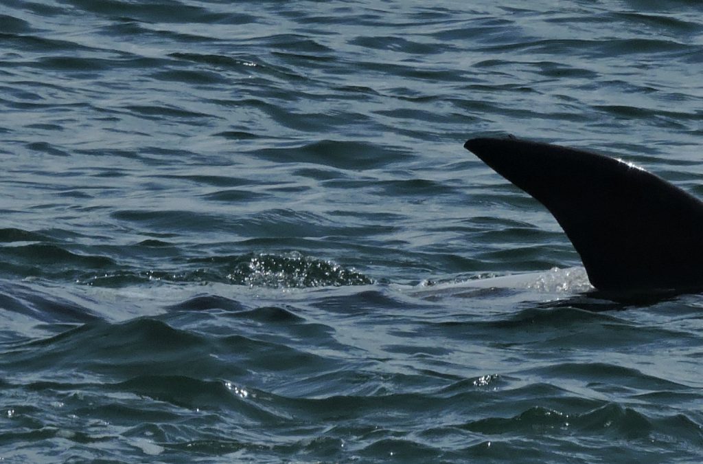 Doolin Bay: watch out for the Dusty dolphin • Go-to-Ireland.com