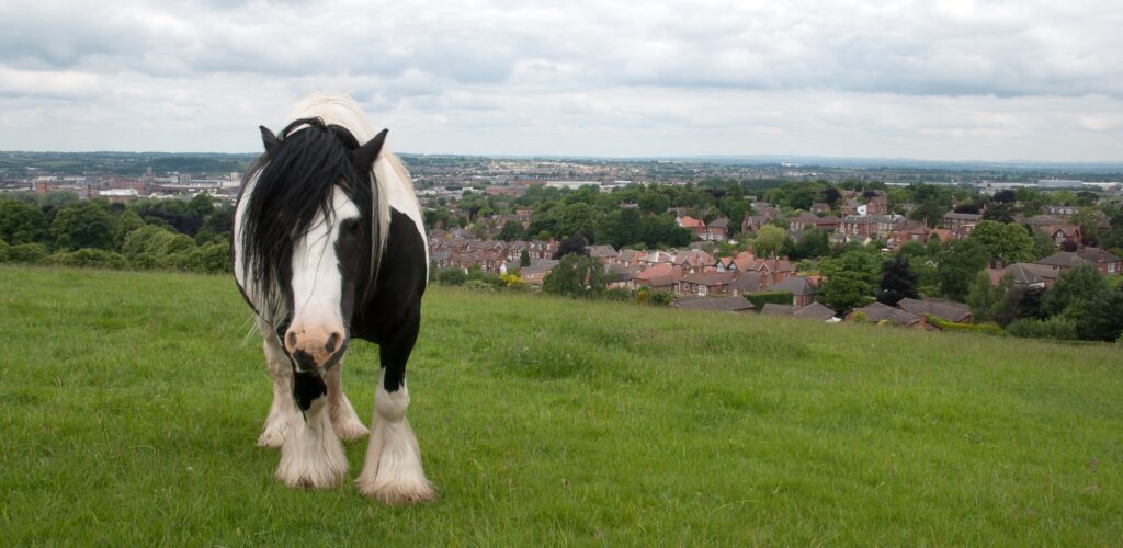Irish cob - Irish horse breed • Go-to-Ireland.com