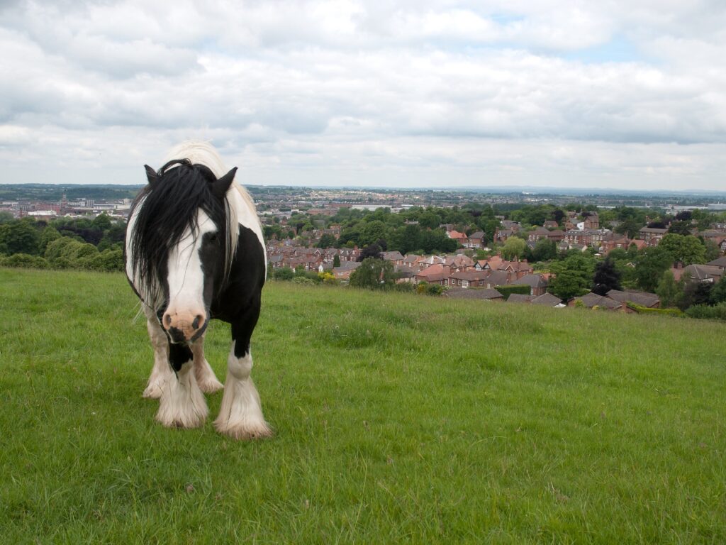 Irish cob - Irish horse breed • Go-to-Ireland.com