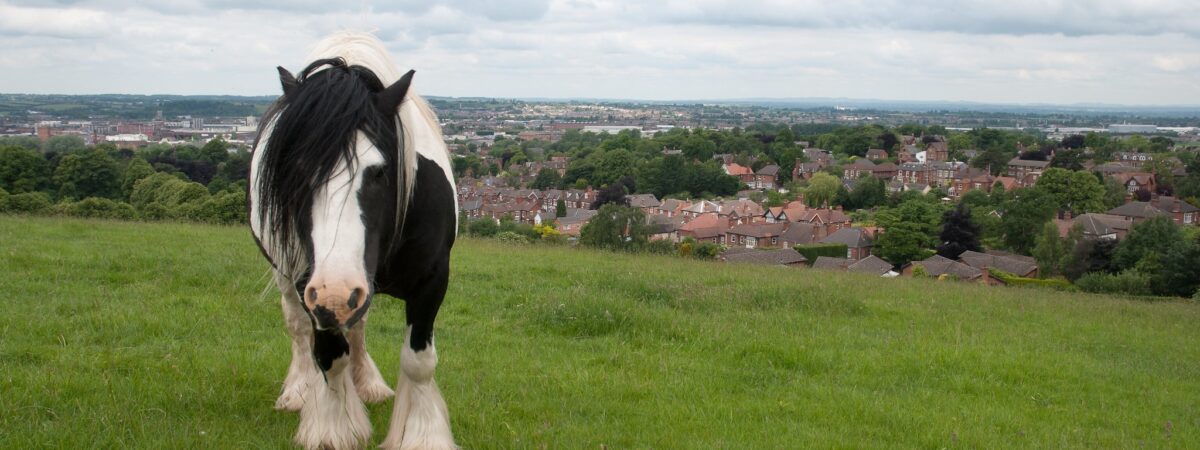 Irish cob - Irish horse breed • Go-to-Ireland.com