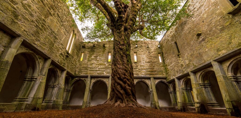 Muckross abbey - Killarney National Park • Go-to-Ireland.com