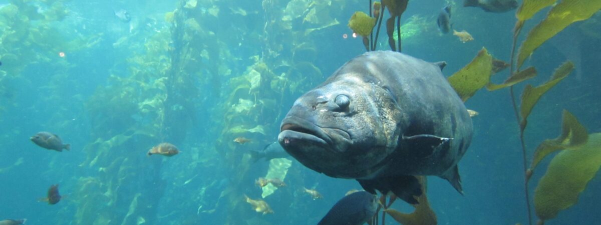 Sea bass fishing in Ireland • Go-to-Ireland.com