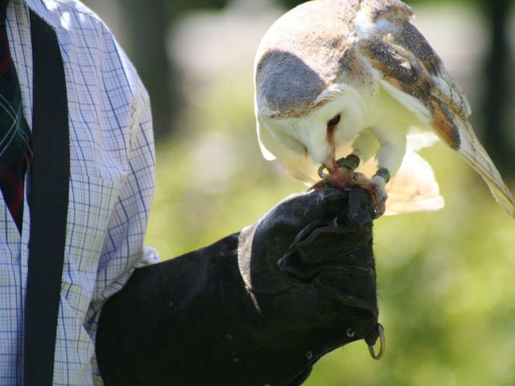 Falconry to visit in Ireland ☘️ • Go-to-Ireland.com
