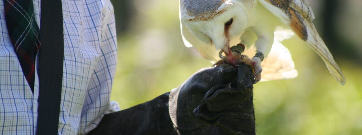 Falconry to visit in Ireland ☘️ • Go-to-Ireland.com