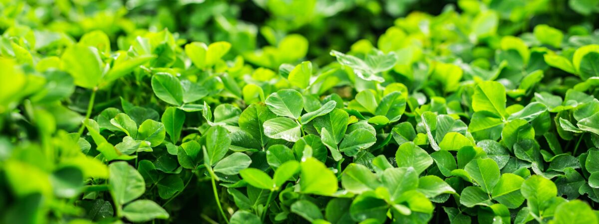 Irish culture • Go-to-Ireland.com