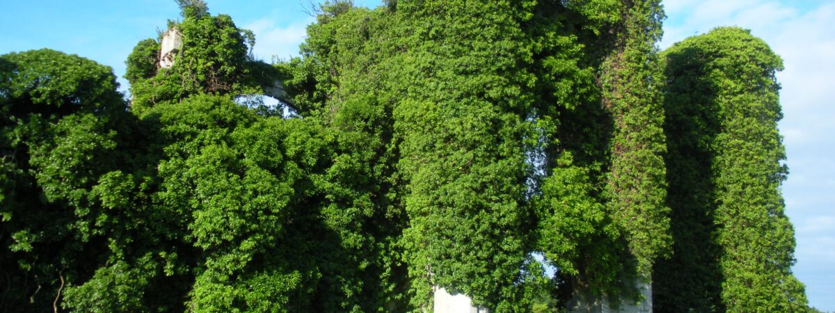 Moydrum Castle - Irish castle • Go-to-Ireland.com