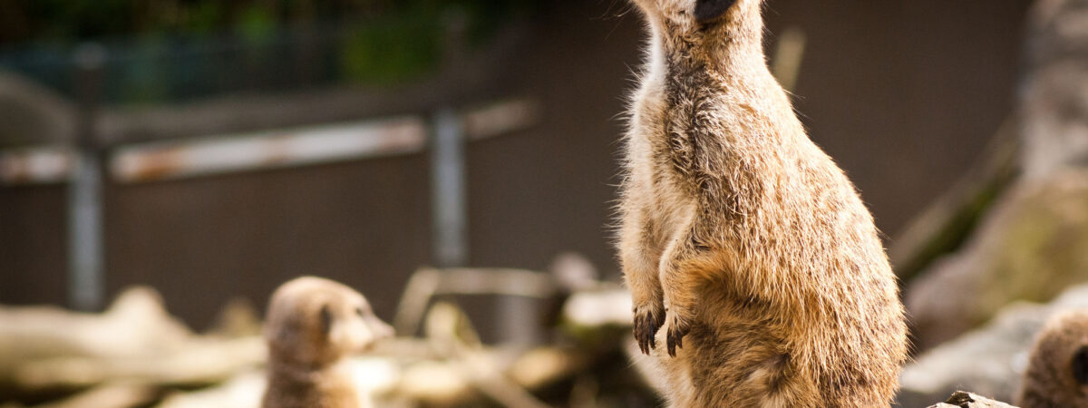 Irish zoos to visit in Ireland ☘️ • Go-to-Ireland.com
