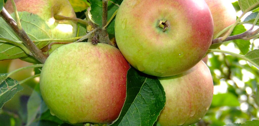 L'Armagh Cider Company - Cidrerie • Go-to-Ireland.com