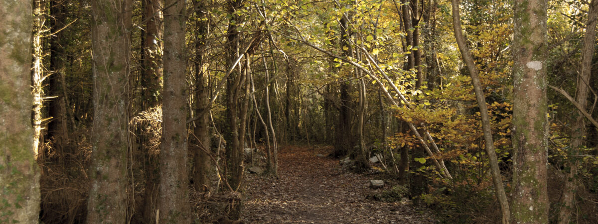 Merlin Woods Park - Forest of Galway • Go-to-Ireland.com