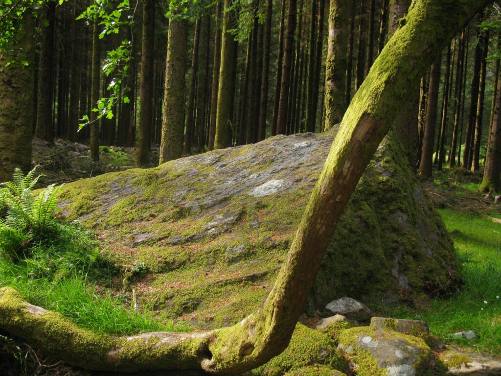 Irish forest parks to visit in Ireland ☘️ • Go-to-Ireland.com