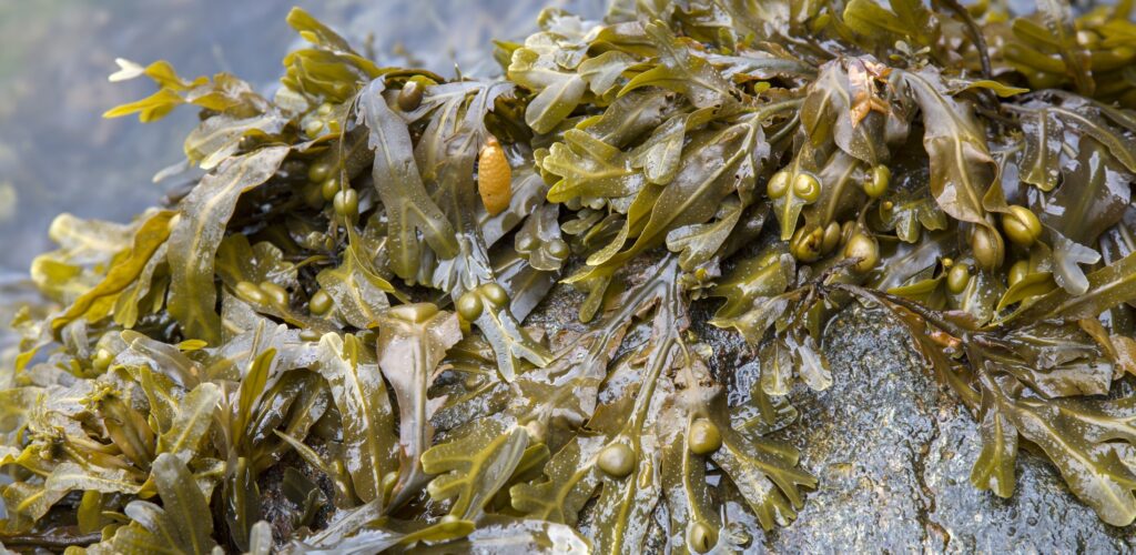 Irish Dulse - Edible seaweed | Guide Irlande.com