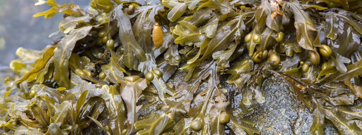 Irish Dulse - Edible seaweed | Guide Irlande.com
