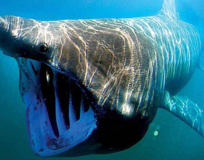 Ireland: basking sharks spotted near the coast! • Go-to-Ireland.com