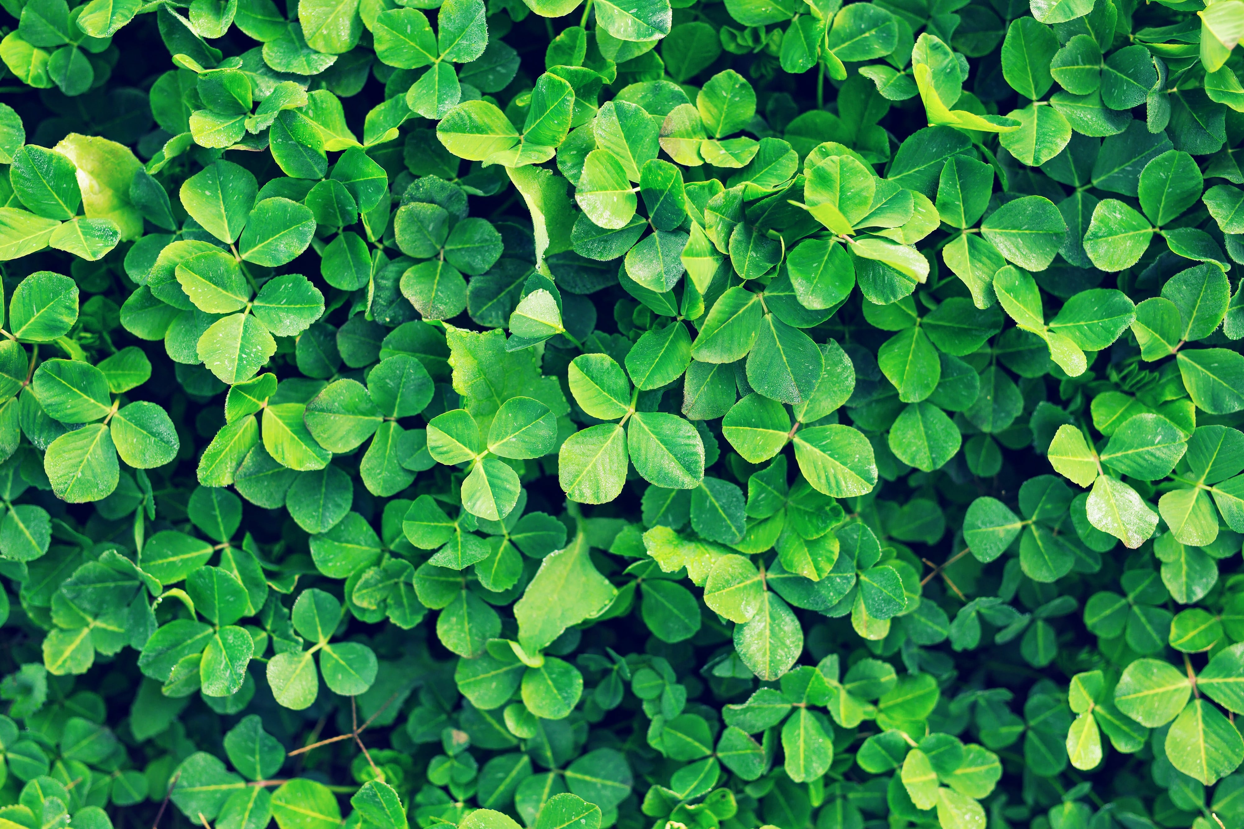 7 things you don't know about Irish shamrock • Go-to-Ireland.com