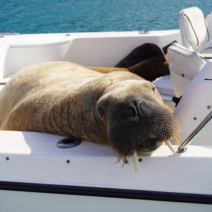 Wally, an Arctic walrus caught squatting on Irish boats • Go-to-Ireland.com