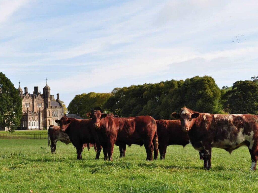 Hannan beef - Exceptional matured meat • Guide Irlande.com