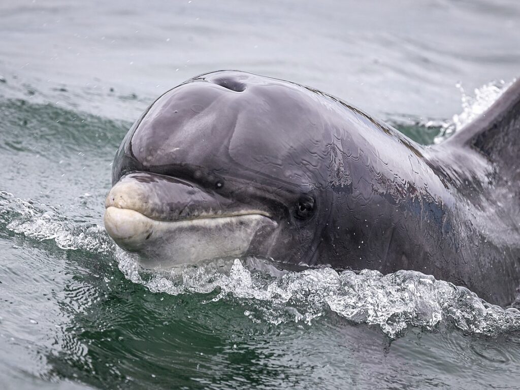 The Fungie dolphin - Dingle mascot • Go-to-Ireland.com