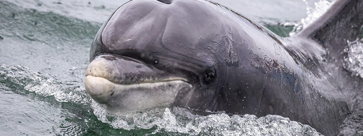 The Fungie dolphin - Dingle mascot • Go-to-Ireland.com