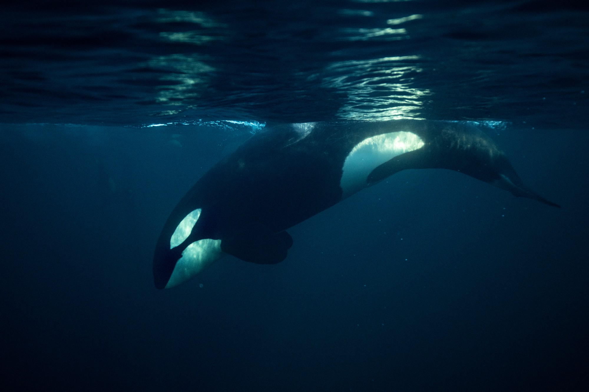 A killer whale in Dingle Bay, Ireland! • Go-to-Ireland.com