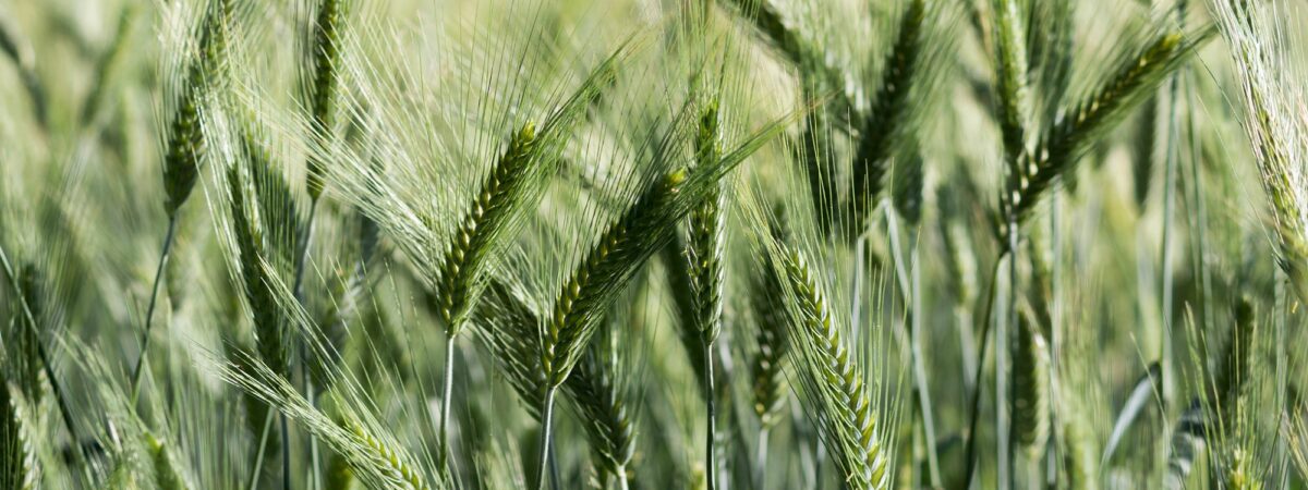 The Irish festival of Lughnasa • Go-to-Ireland.com