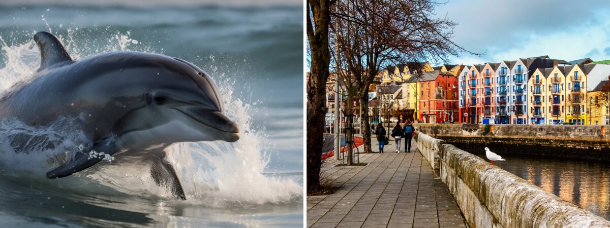 Dolphins caught swimming on the River Lee in Cork! • Go-to-Ireland.com