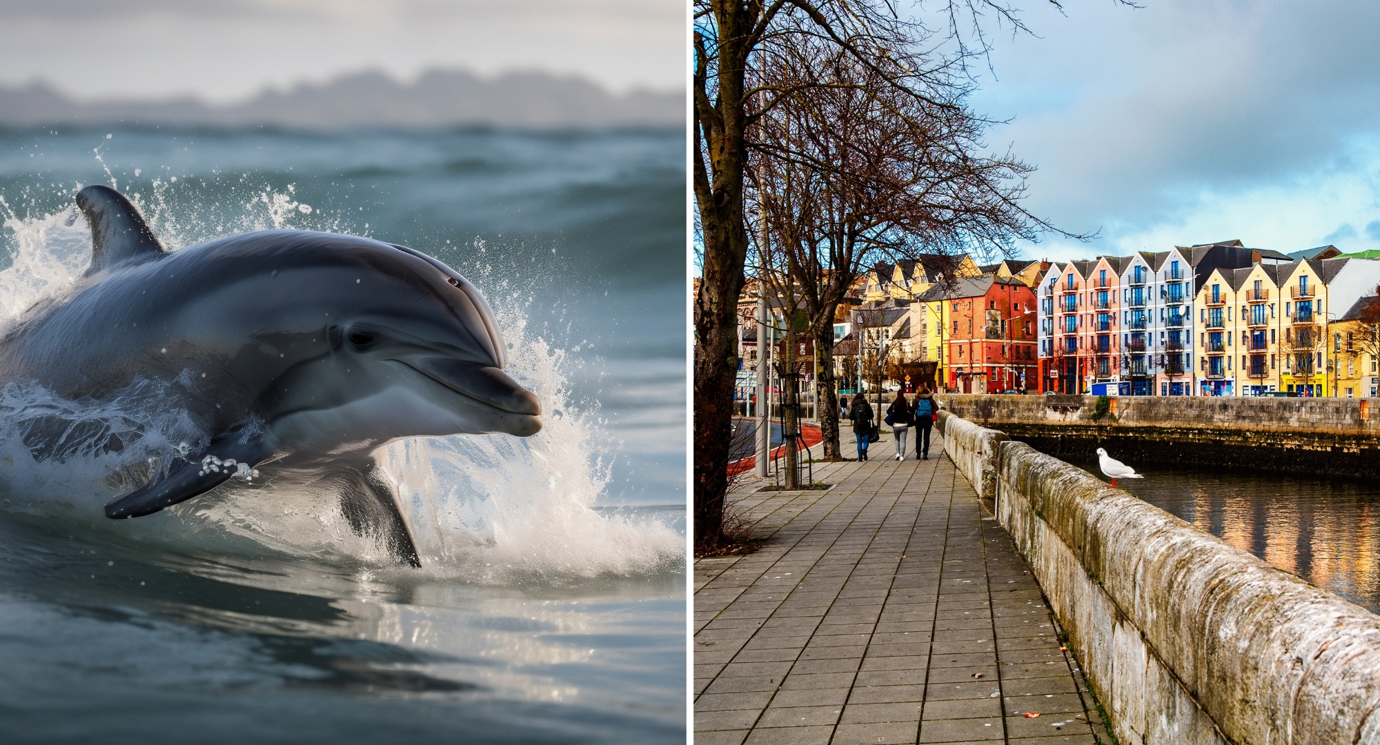 Dolphins caught swimming on the River Lee in Cork! • Go-to-Ireland.com