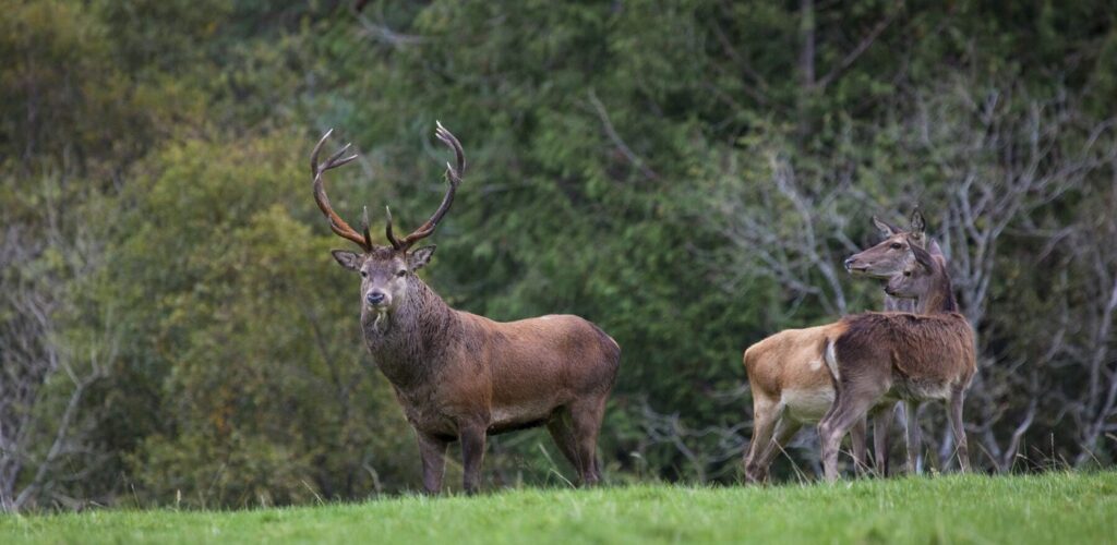 Irish red deer • Go to Ireland.com