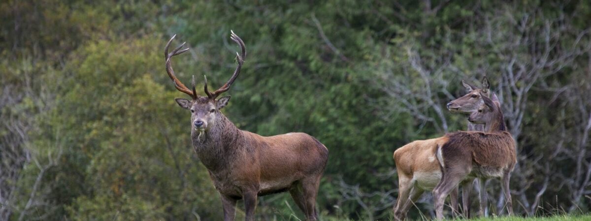 Irish red deer • Go-to-Ireland.com