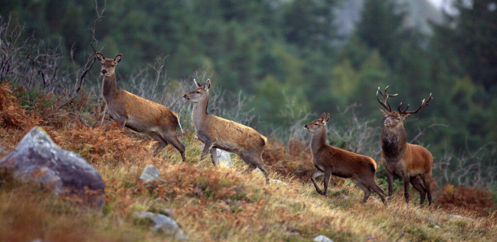 Irish red deer • Go-to-Ireland.com