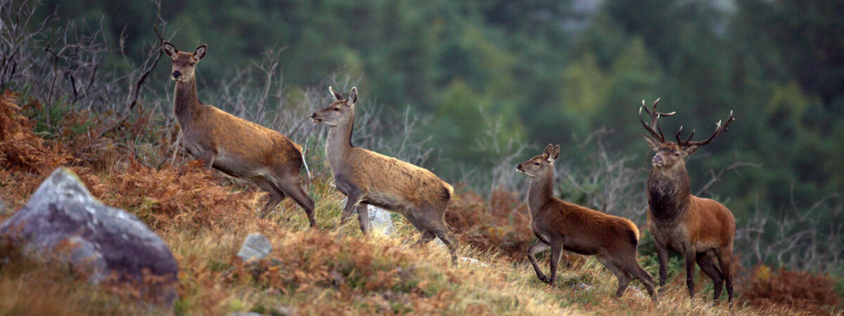 Irish red deer • Go-to-Ireland.com