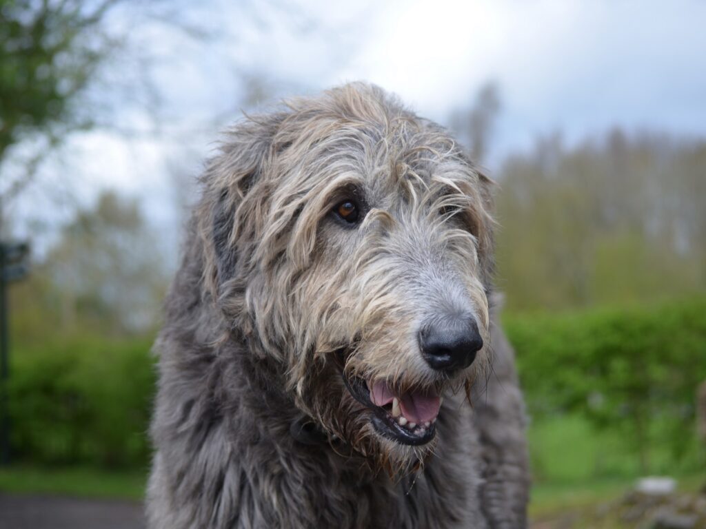 Irish Wolfhound - Irish Wolfhound| Guide Irlande.com